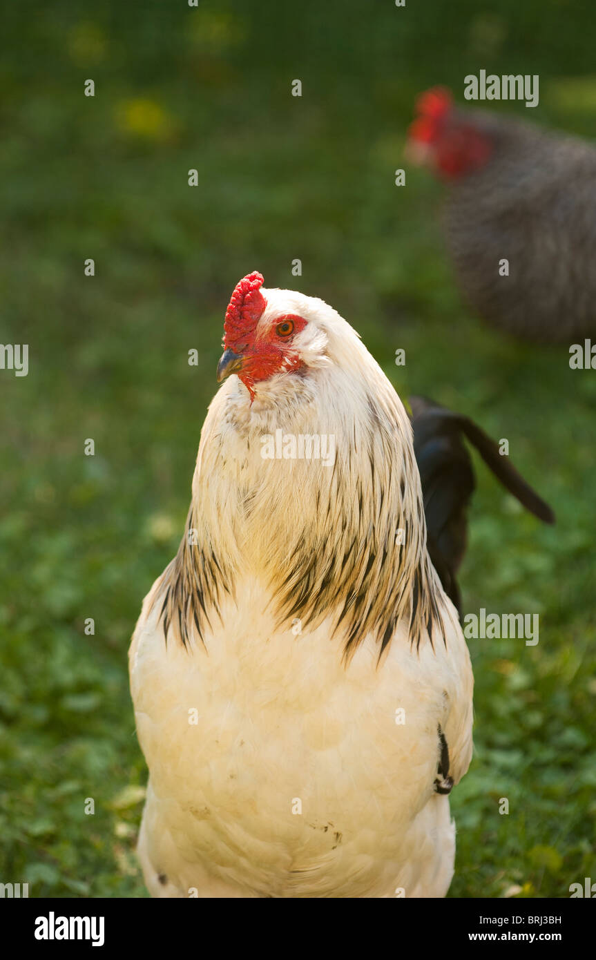 ROOSTER IN CHICKEN PEN Stock Photo - Alamy