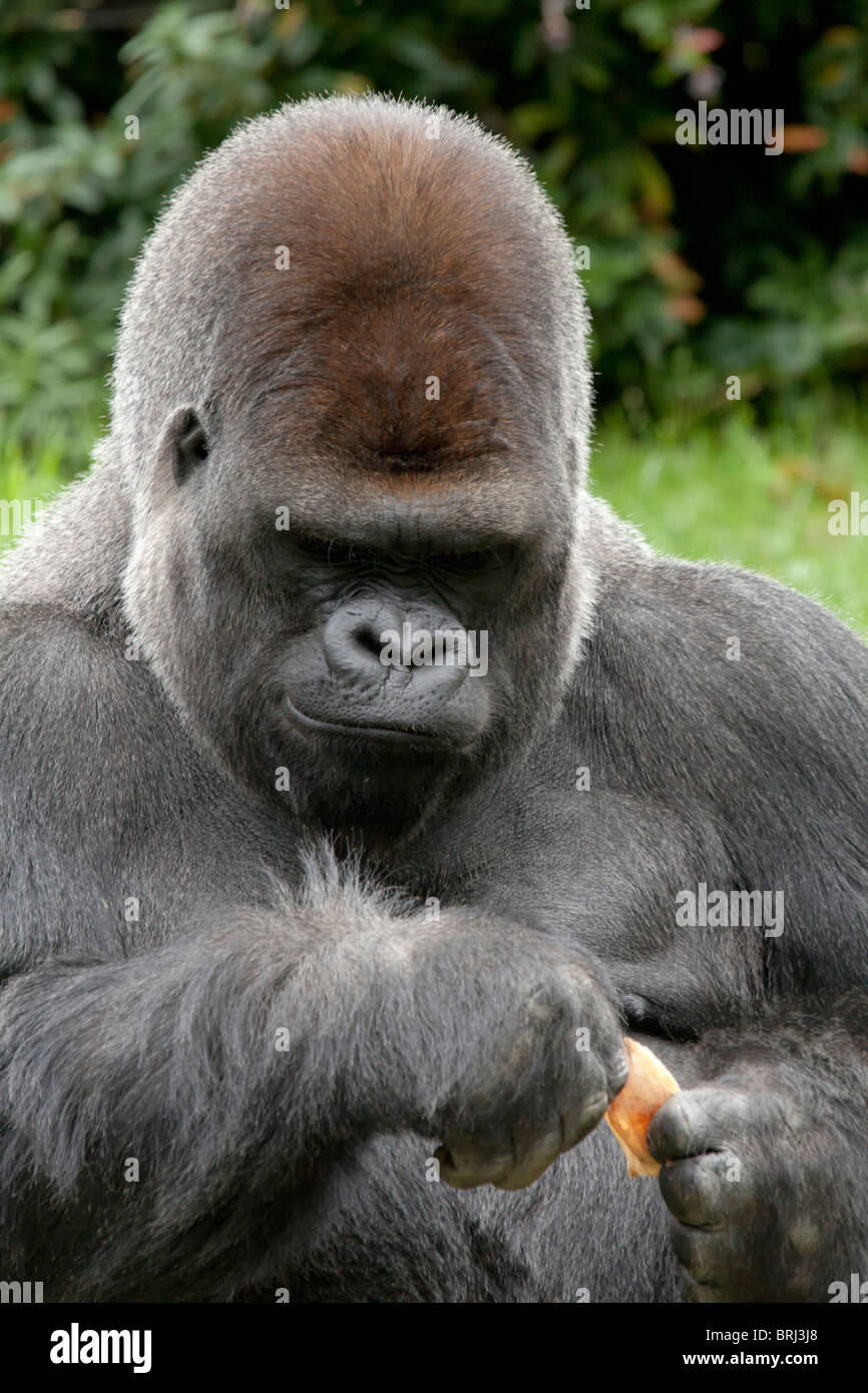 Male gorilla hi-res stock photography and images - Alamy