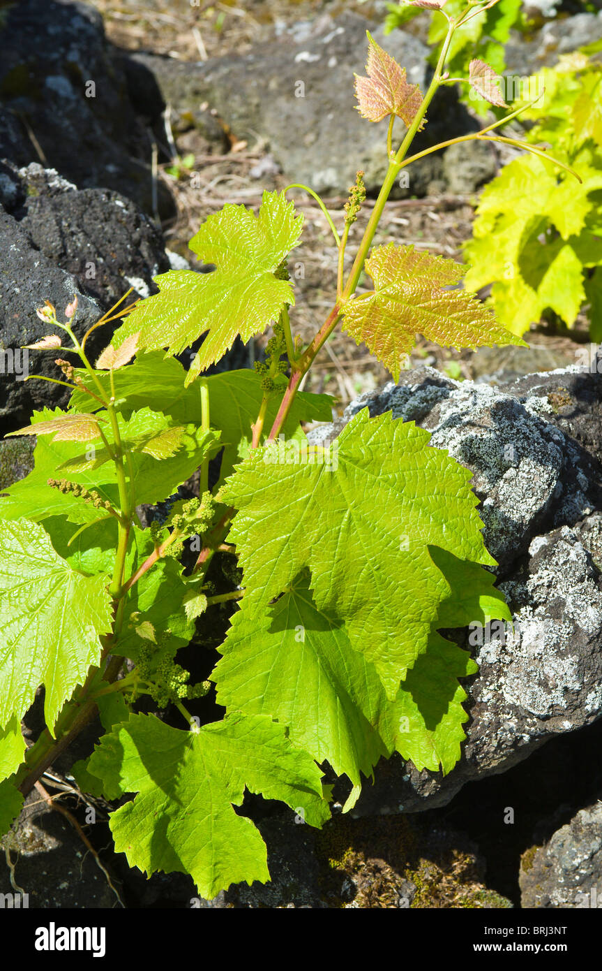 Grape vine growing in lava field Madalena, Pico, Azores, Portugal Stock ...