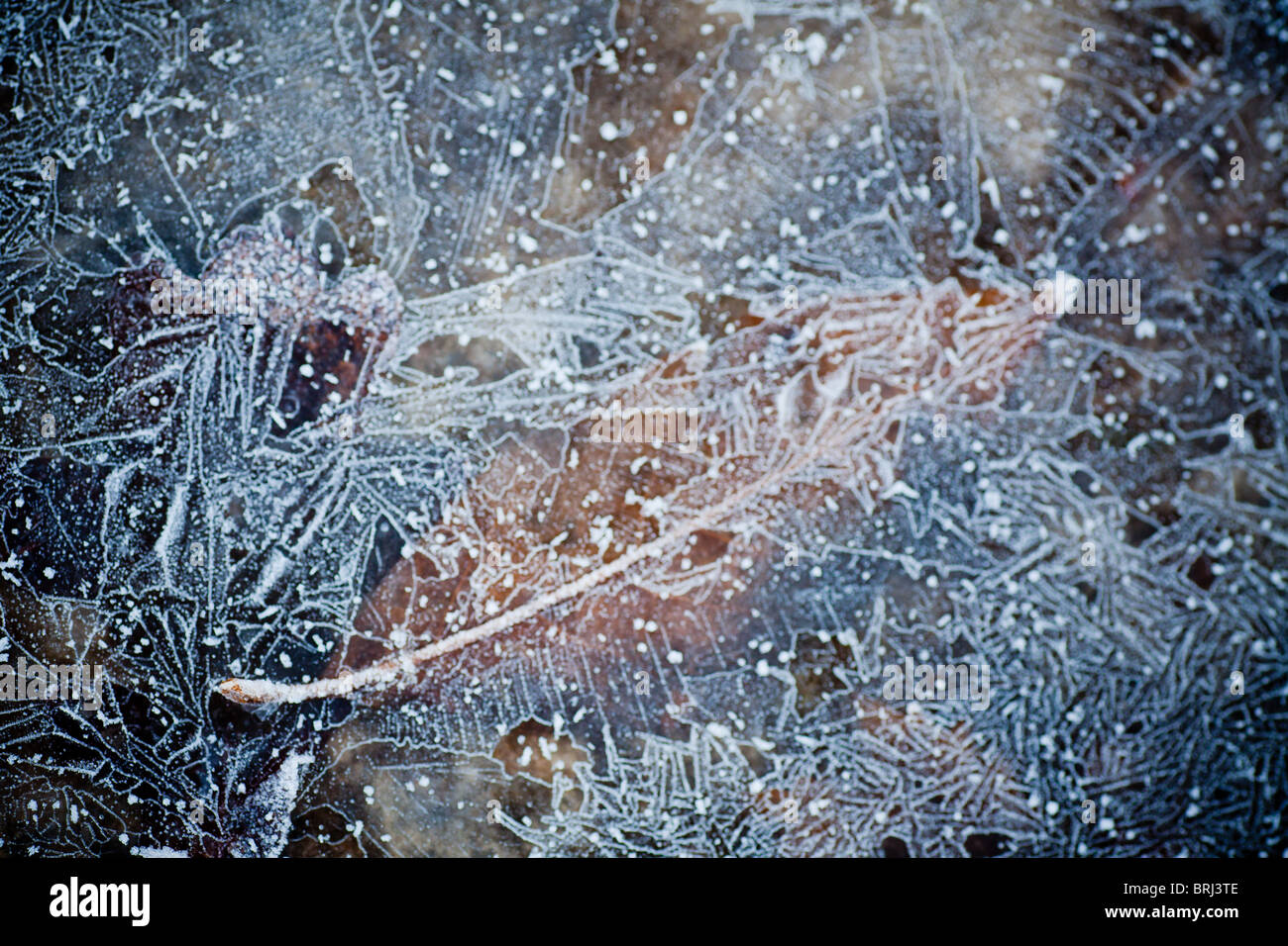 Frozen leaf in ice Stock Photo - Alamy