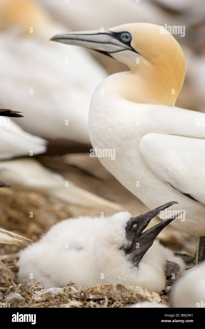 Gannet chick with parent Stock Photo - Alamy