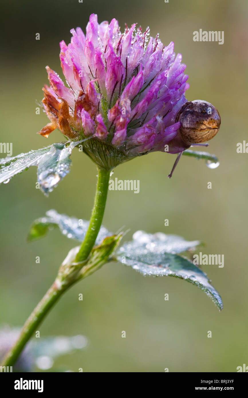 Red Clover (Trifolium pratense) Trefoil flower close-up Stock Photo - Alamy