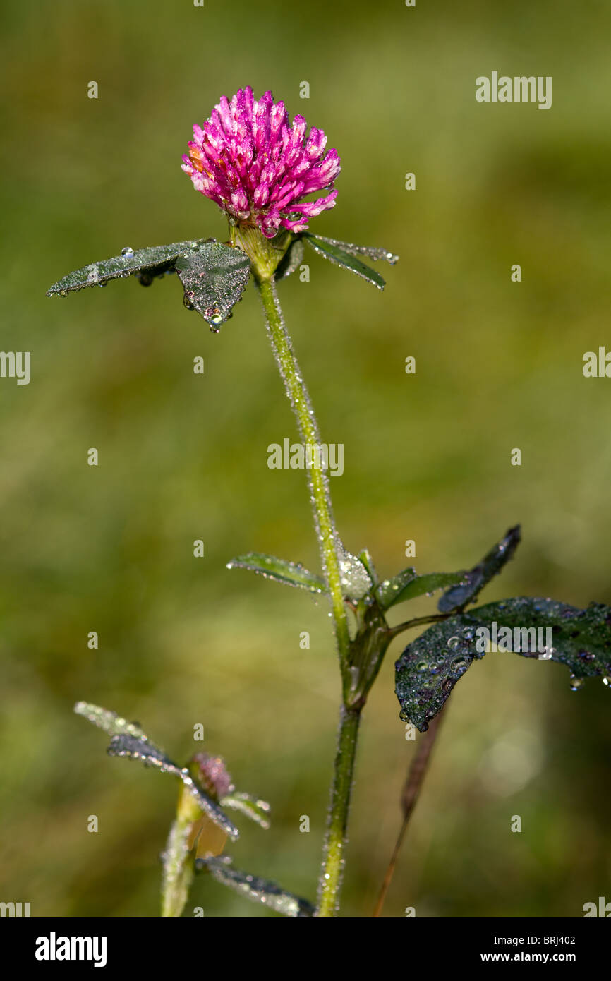 Trefoil red clover hi-res stock photography and images - Alamy