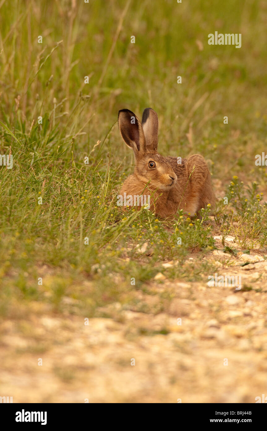 Brown Hare (Lepus europaeus) laying down at the edge of a farm track ...