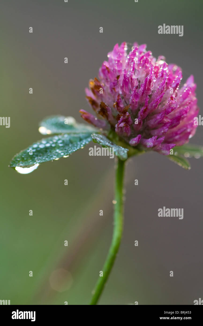 Red Clover (Trifolium pratense) Trefoil flower close-up Stock Photo - Alamy