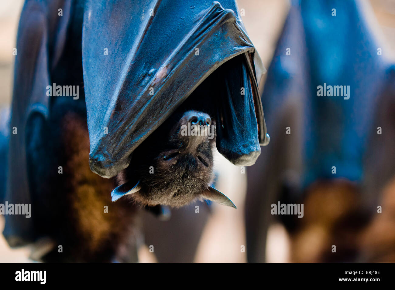 Flying fox indonesia hi-res stock photography and images - Alamy