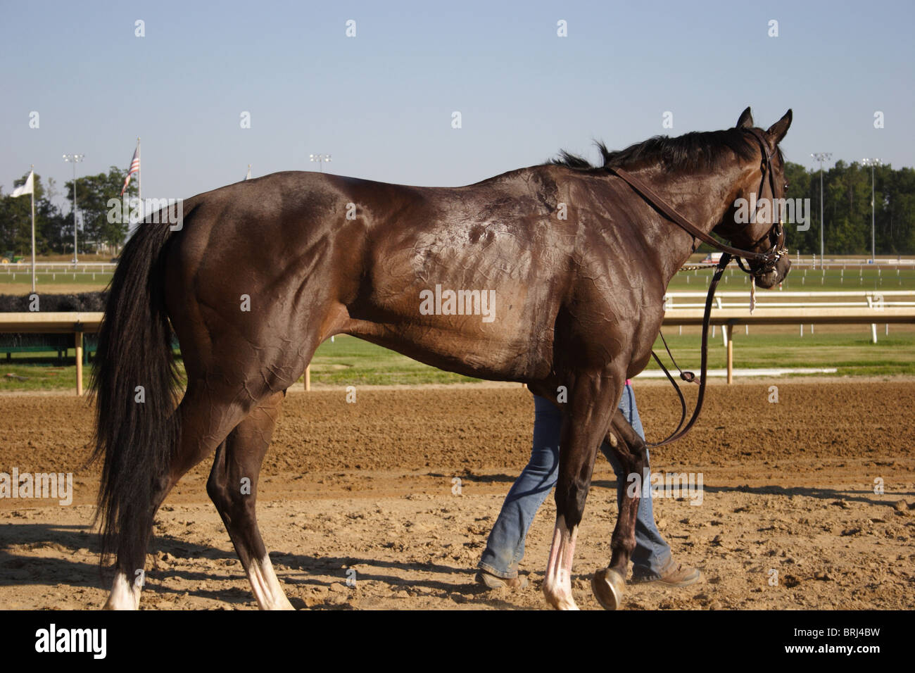 Thoroughbred cooling down after finishing race at Colonial Downs ...