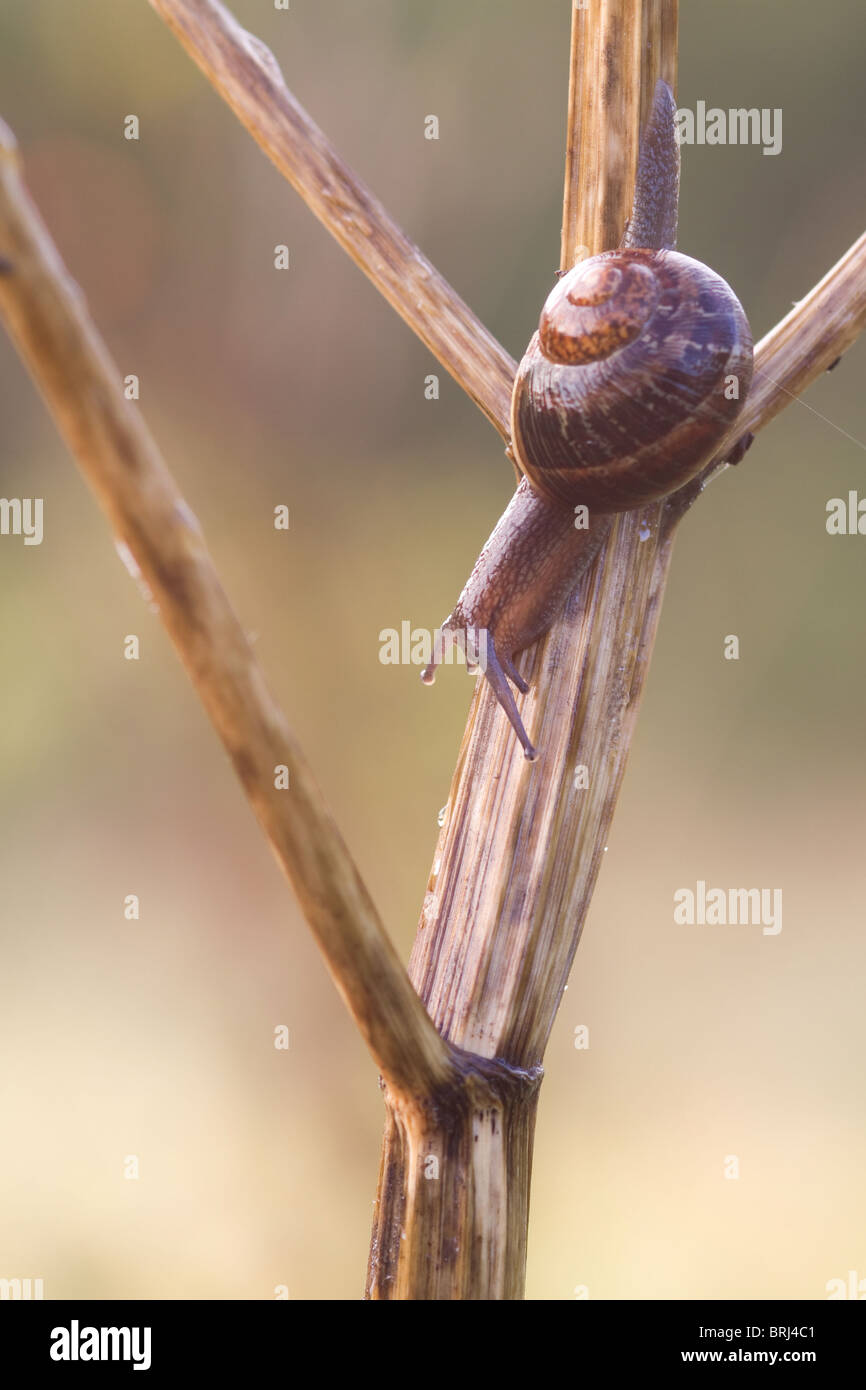 Snail Garden snail crawling on a stem Stock Photo - Alamy