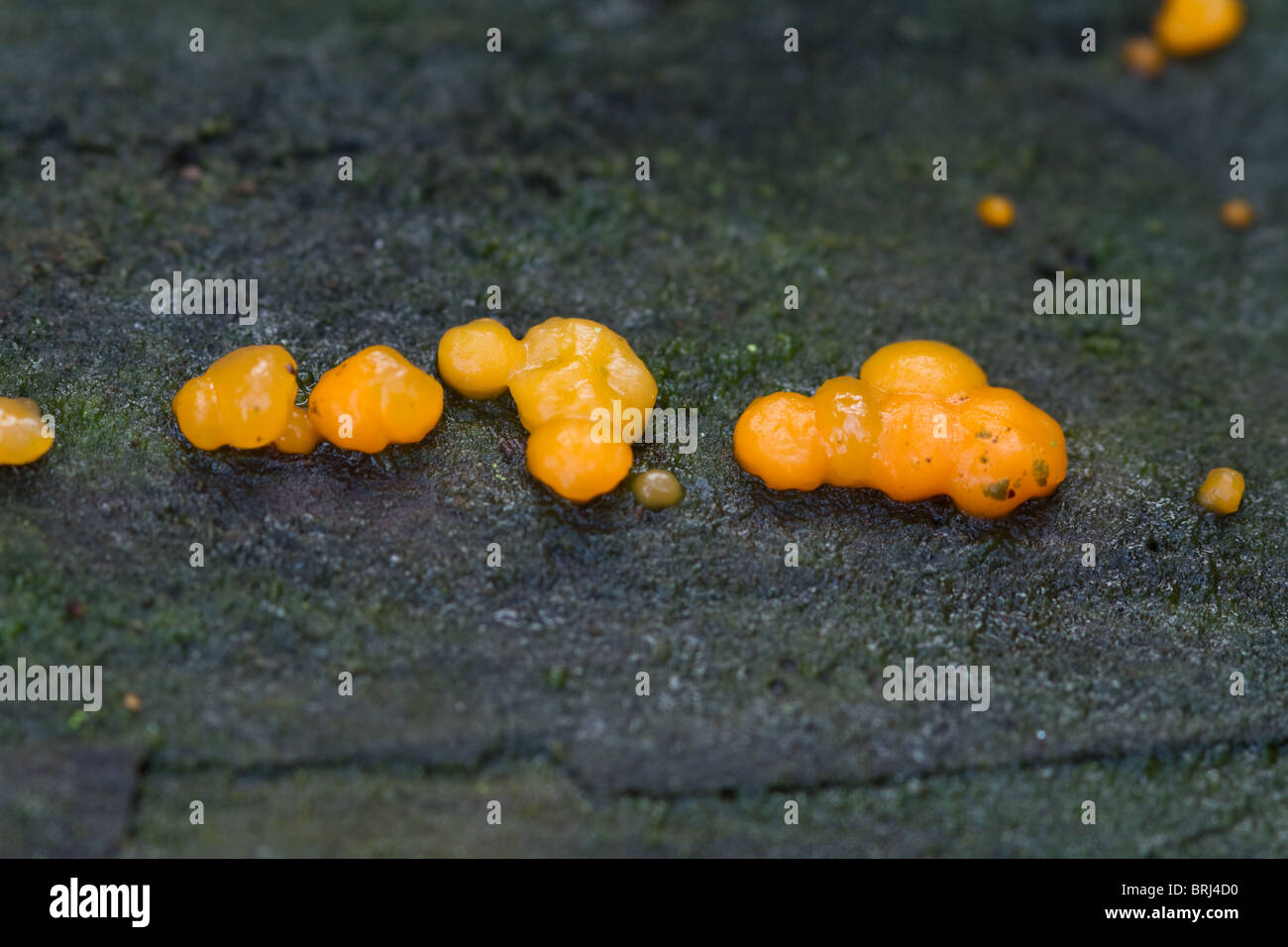 Coral spot fungus growing uncultivated close up Stock Photo - Alamy