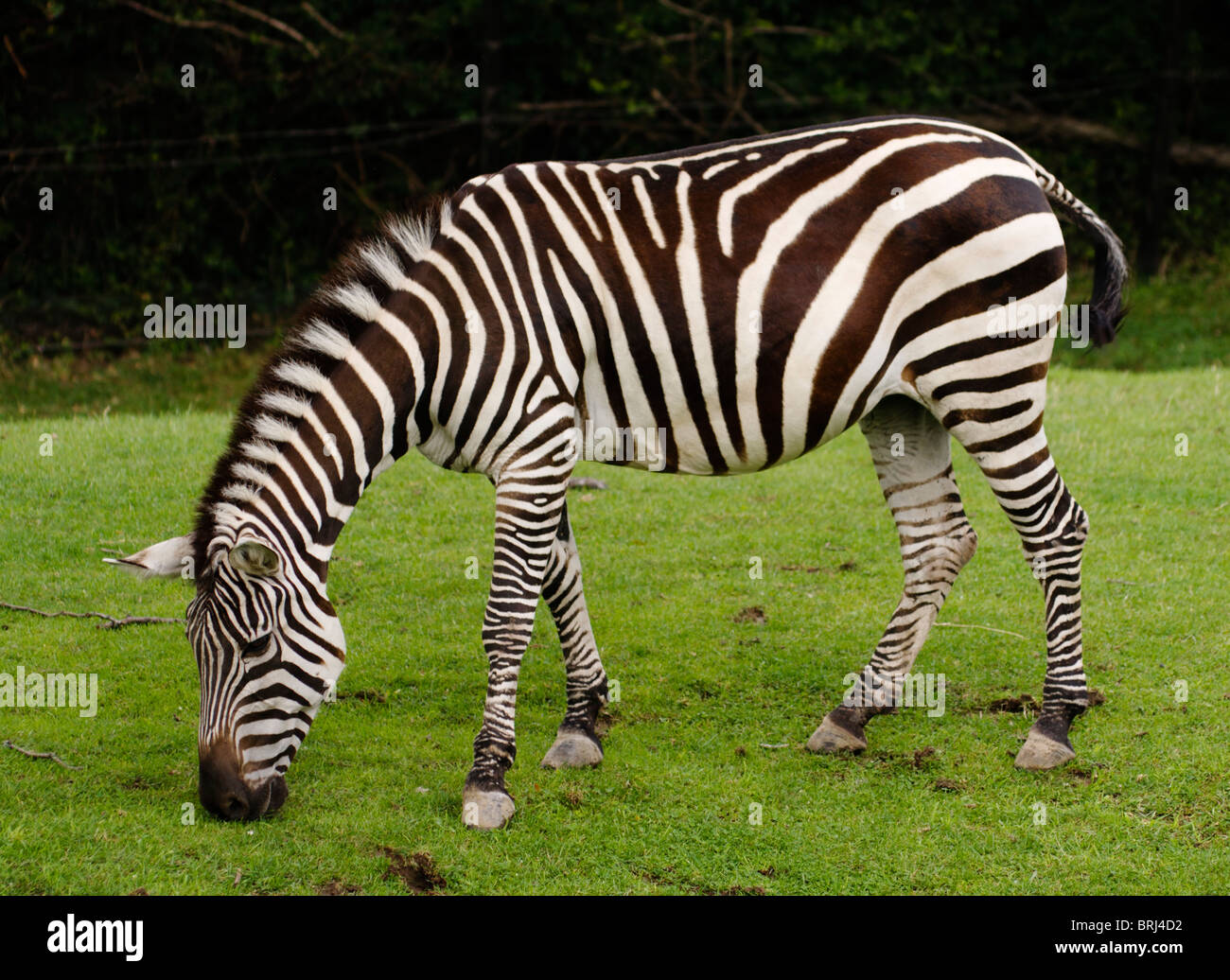 Zebra horses hi-res stock photography and images - Alamy