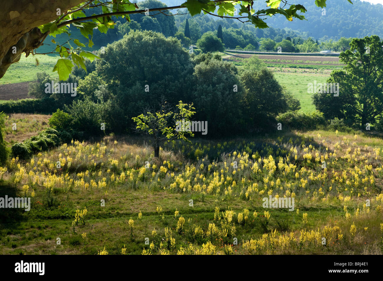 Single olive tree and yellow flowers Stock Photo - Alamy