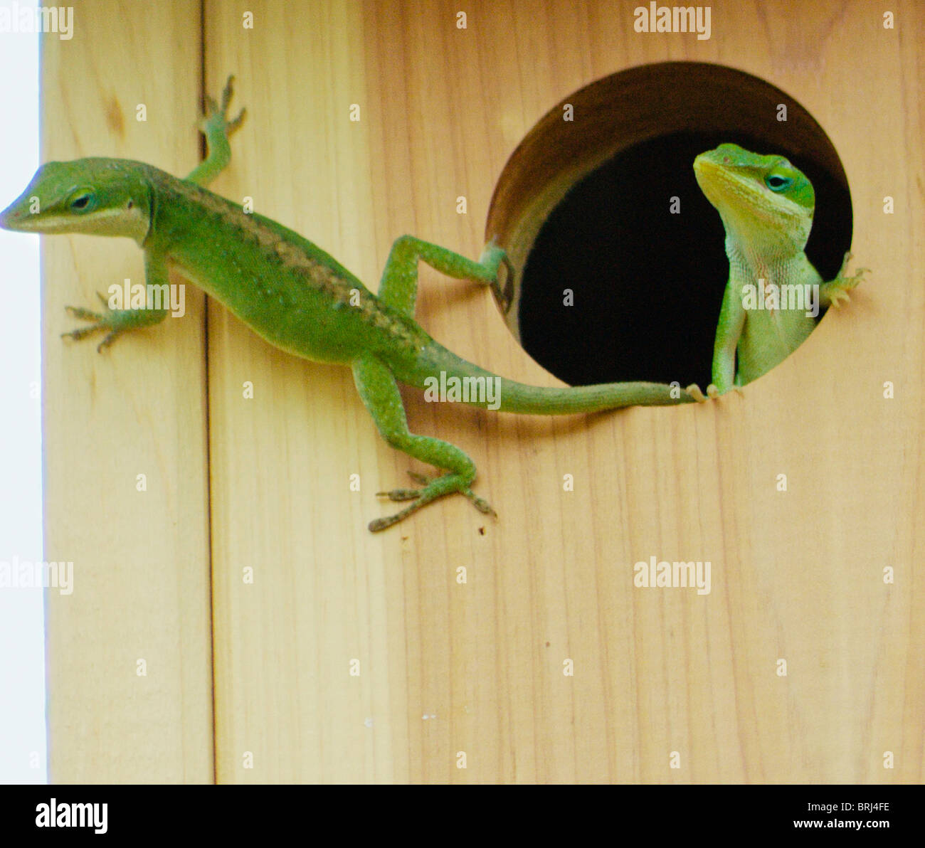 Florida gecko hi-res stock photography and images - Alamy