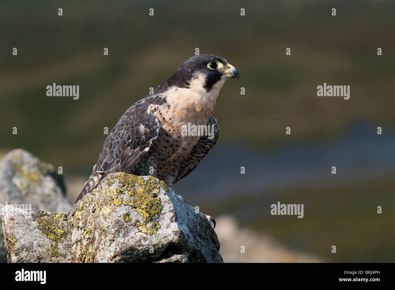 British raptor hi-res stock photography and images - Alamy