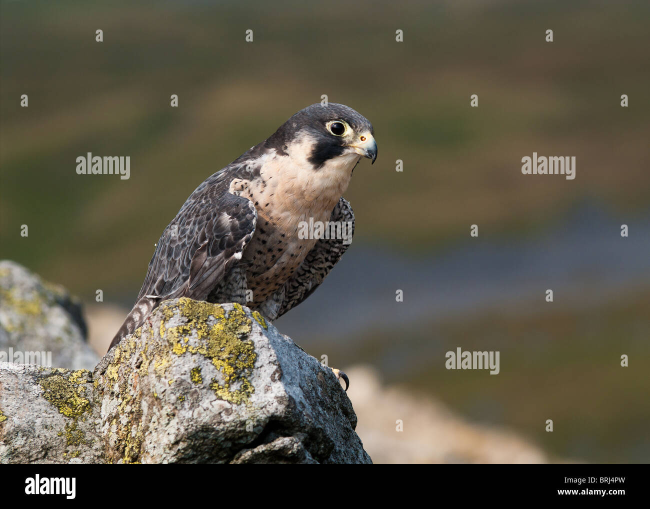 Peregrine falcon bird of prey raptor falco hi-res stock photography and ...