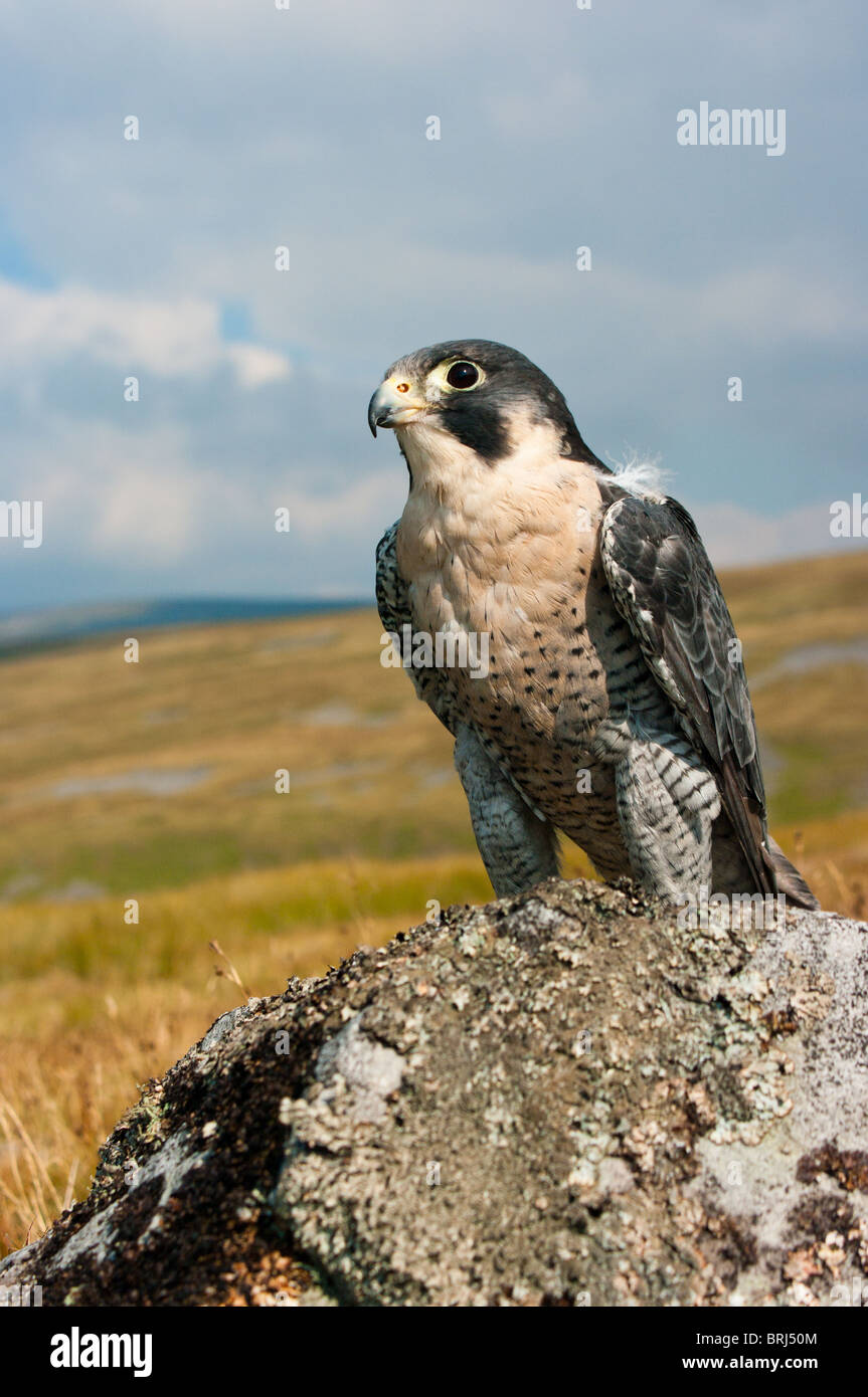 Peregrine Falcon (Falco Peregrinus Stock Photo - Alamy