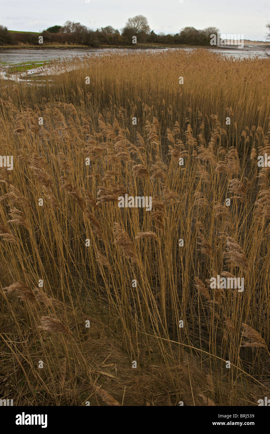 Reeds in a marsh in Co. Mayo Ireland Stock Photo - Alamy