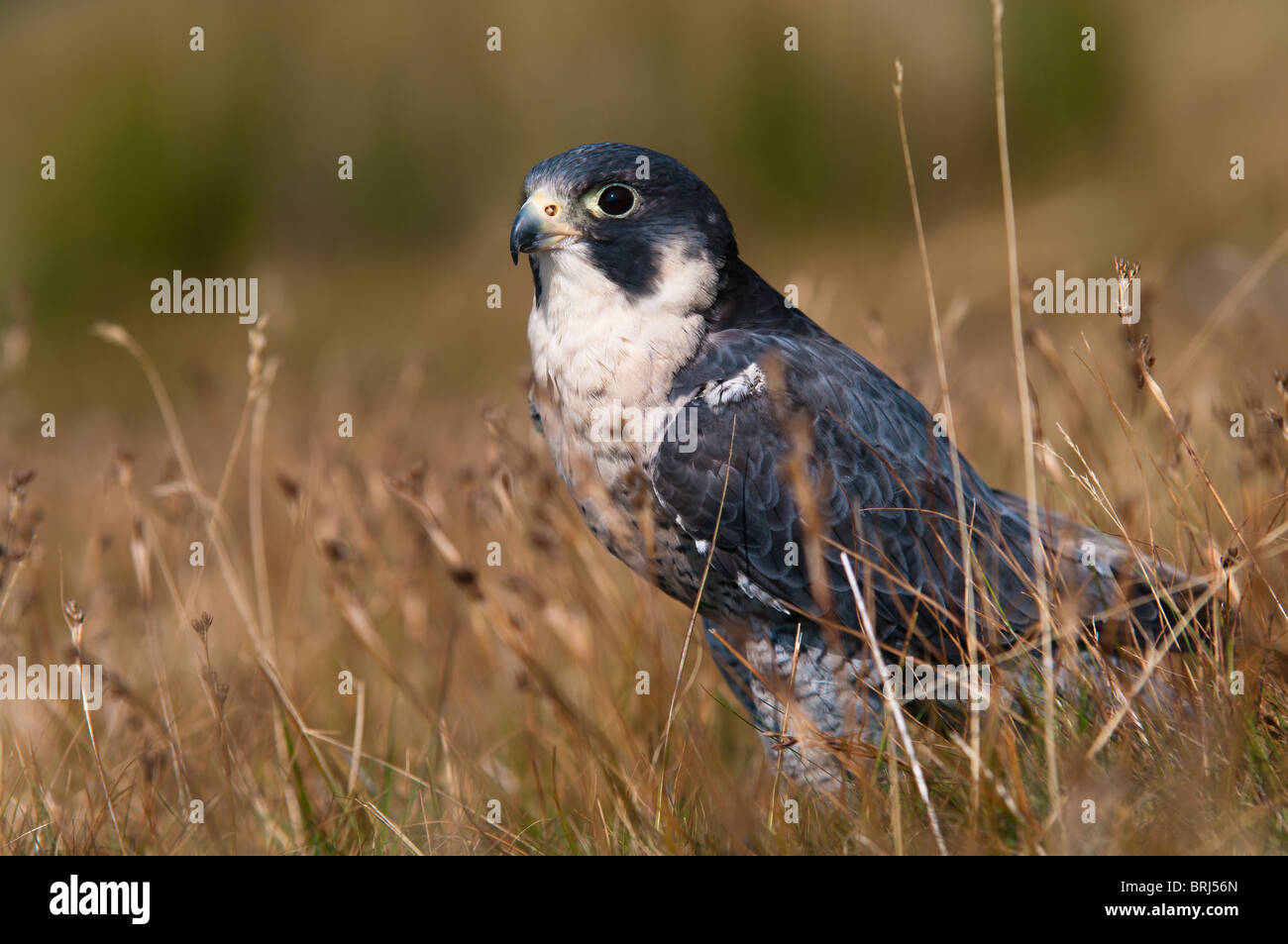 Peregrine hawk hi-res stock photography and images - Alamy