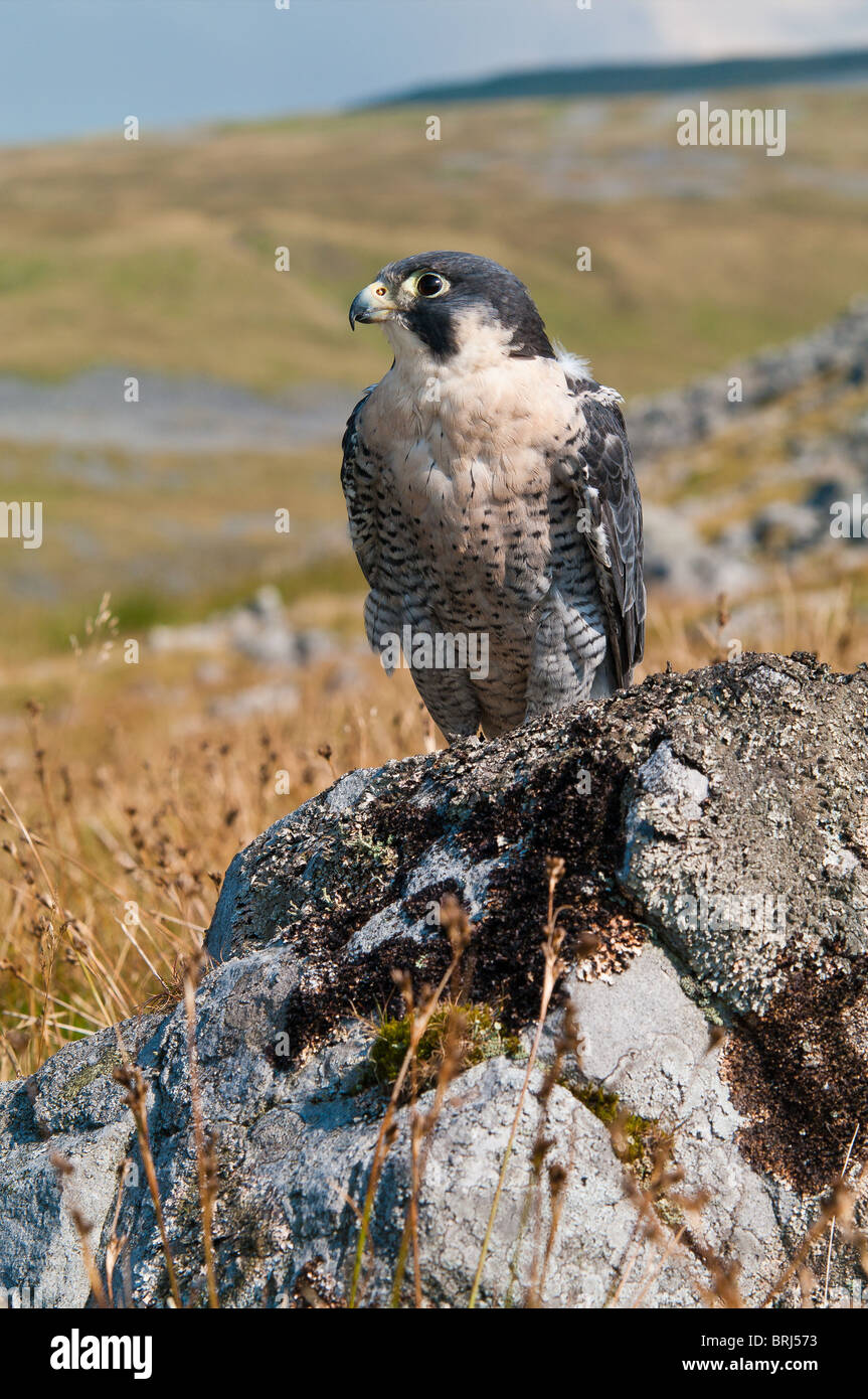 Peregrine Falcon (Falco Peregrinus Stock Photo - Alamy