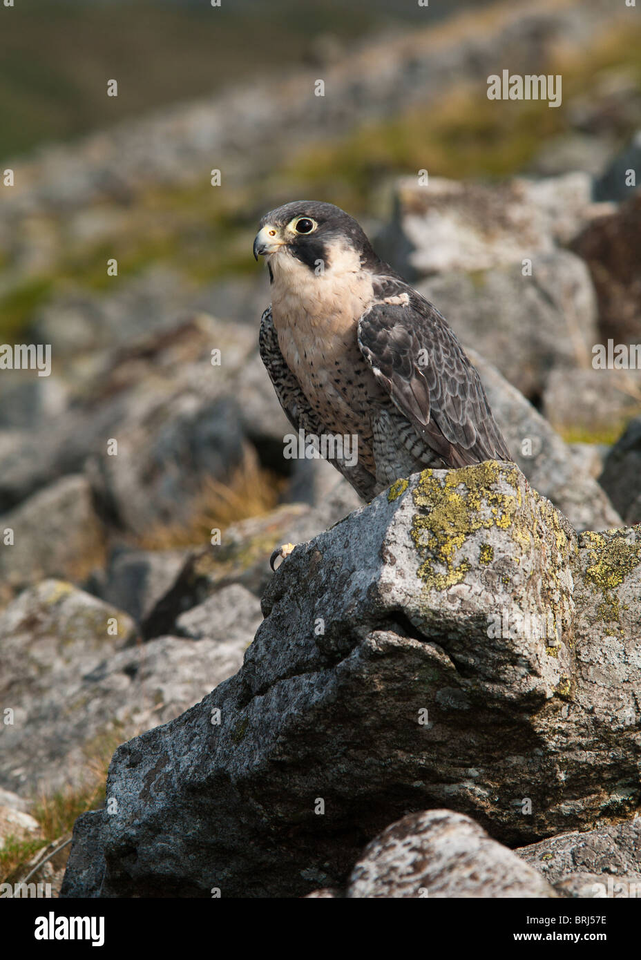 Peregrine falcon uk hi-res stock photography and images - Alamy