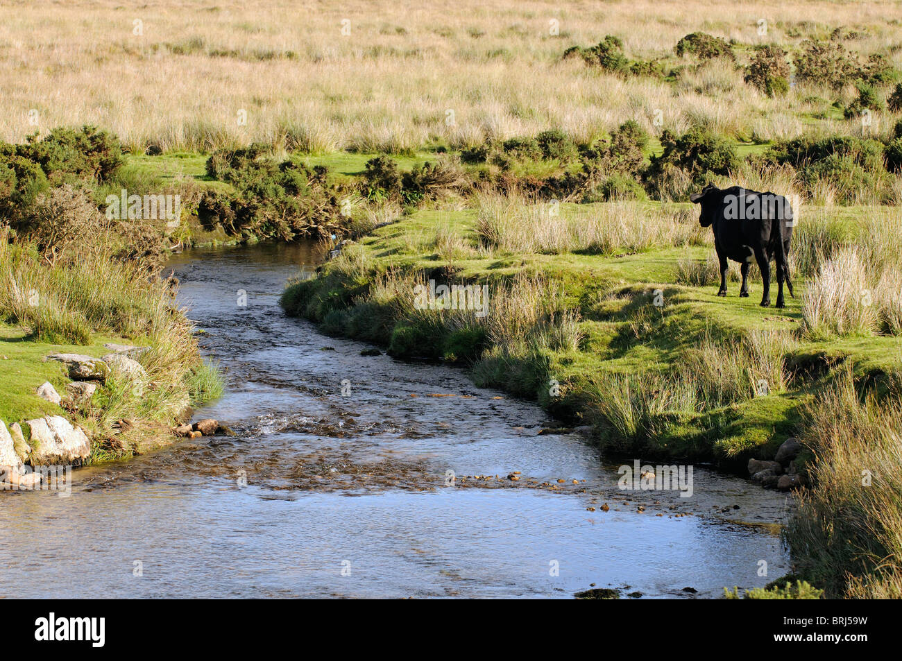 West Dart River on Dartmoor Devon England UK Stock Photo - Alamy