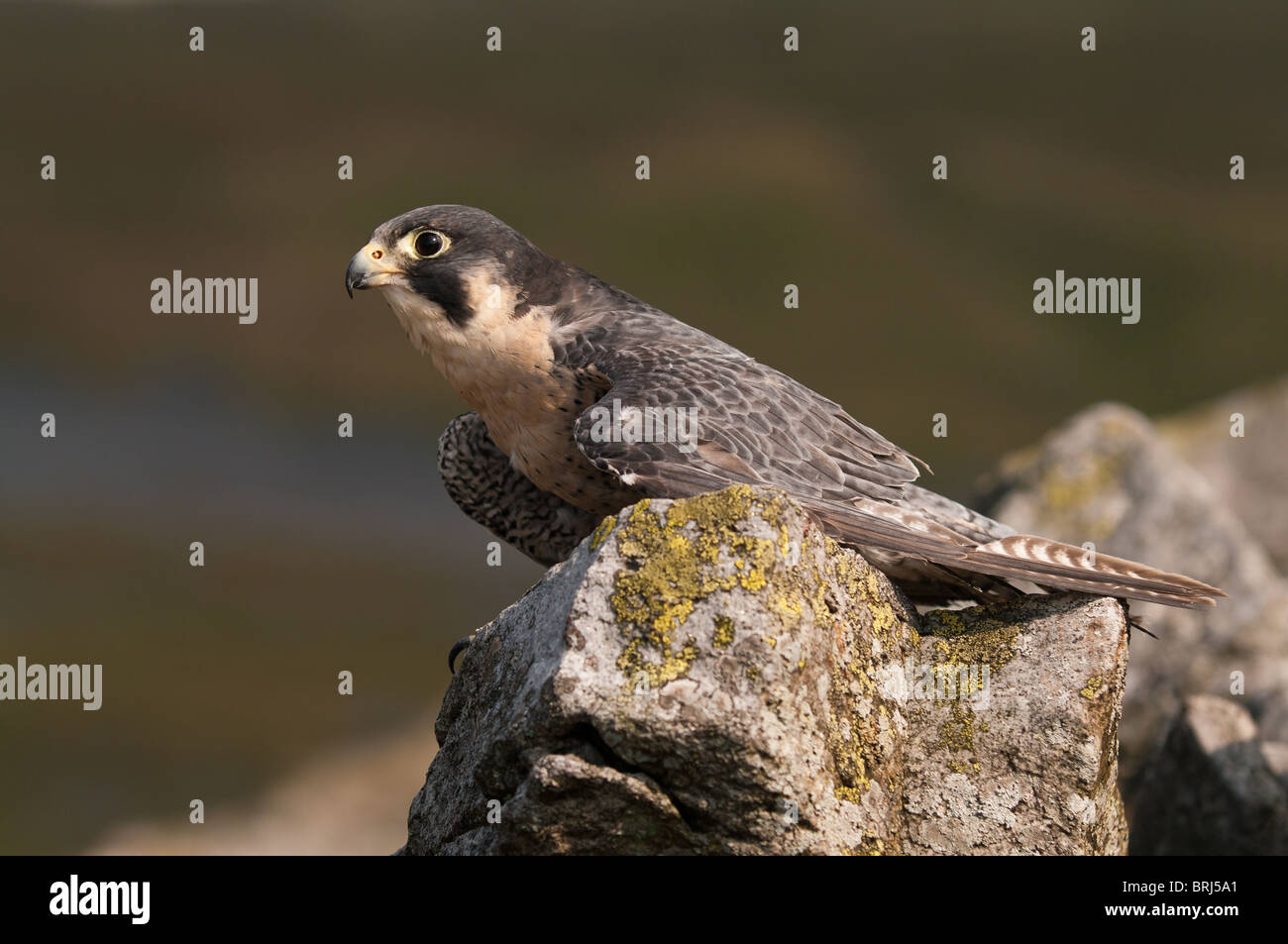Peregrine Falcon (Falco Peregrinus Stock Photo - Alamy