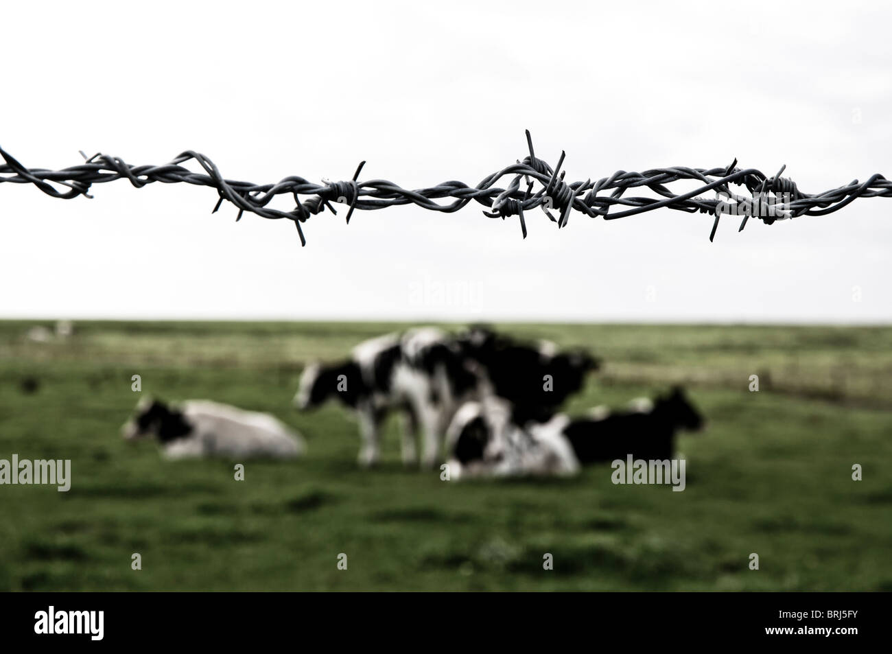 Cattle cows hi-res stock photography and images - Alamy