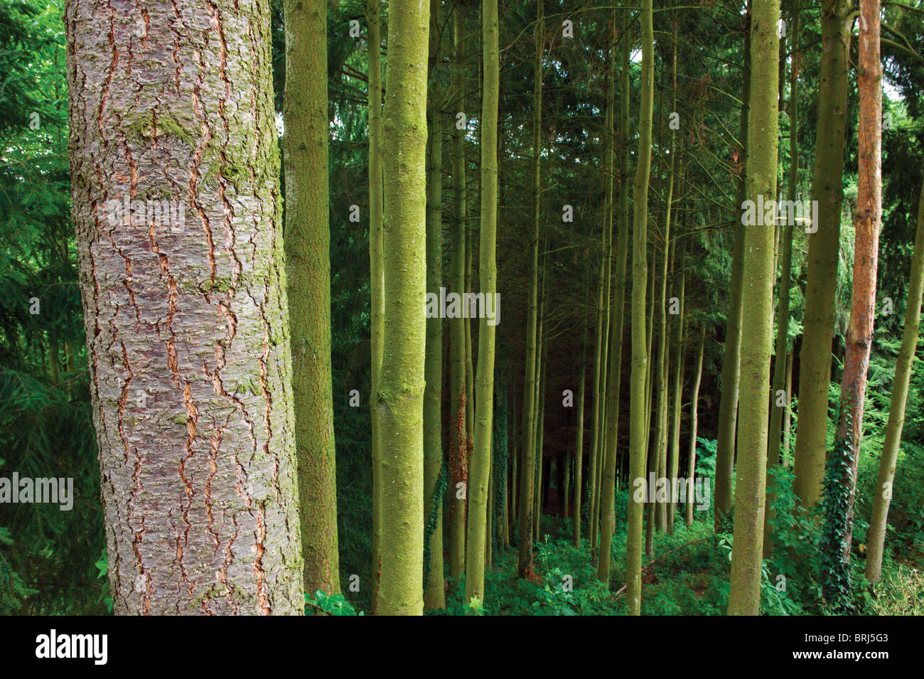 Temperate forest row rows timber hi-res stock photography and images ...