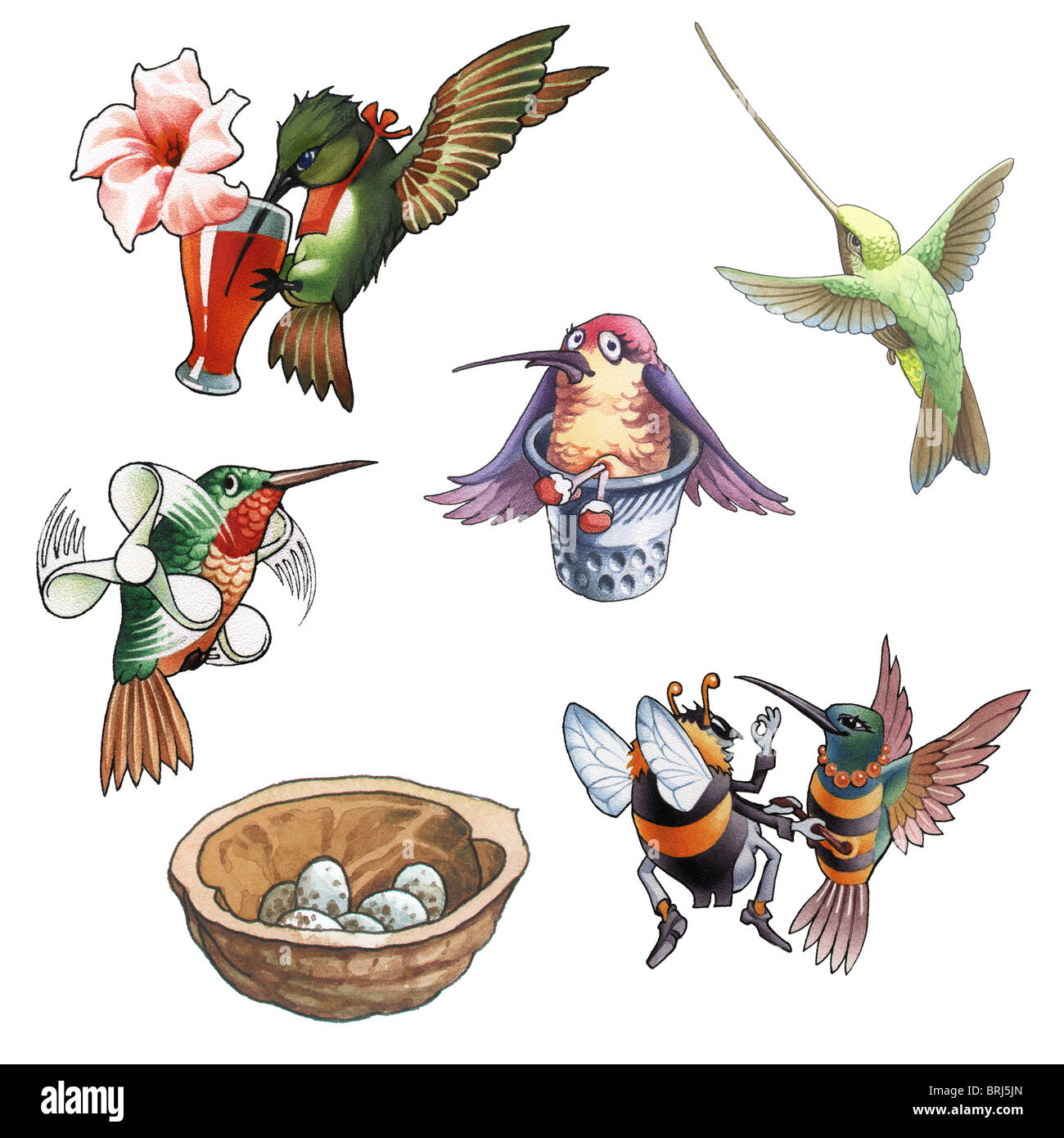 hummingbird, humming bird Stock Photo - Alamy