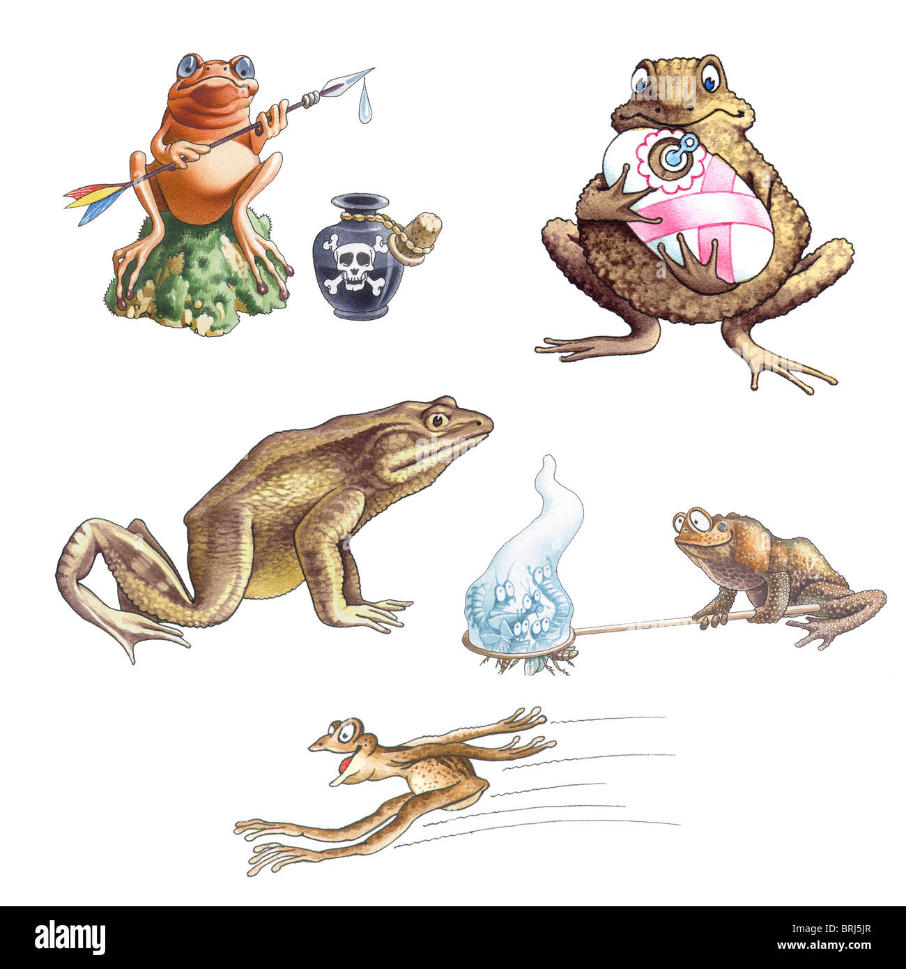 Brazil frog Cut Out Stock Images & Pictures - Alamy