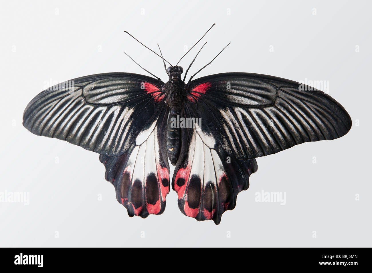 Beautiful black white butterfly hi-res stock photography and images - Alamy