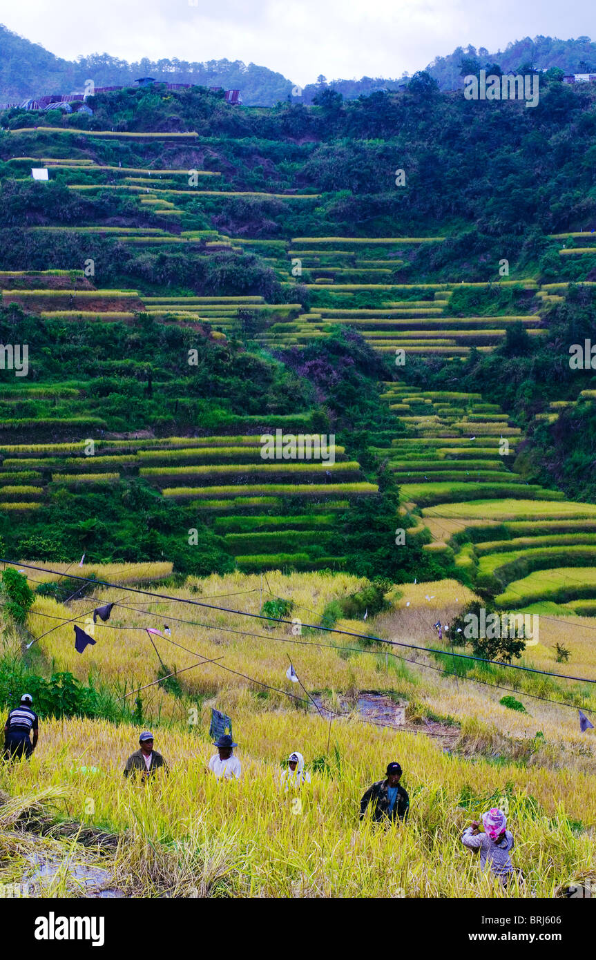 farmers are working in rice field, philippines Stock Photo - Alamy