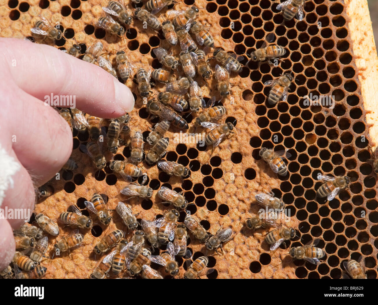 Honey bees in hive with beekeeper pointing to queen bee Stock Photo - Alamy