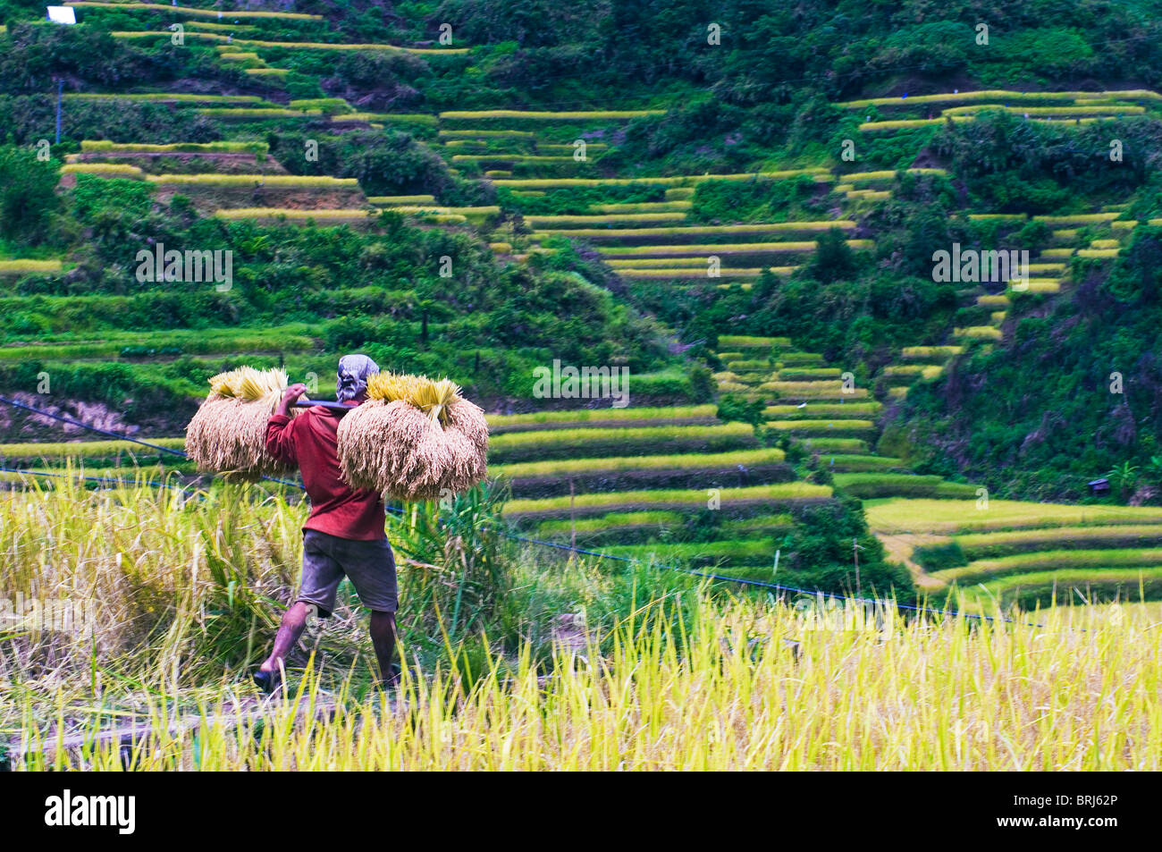 farmer in rice field Stock Photo - Alamy