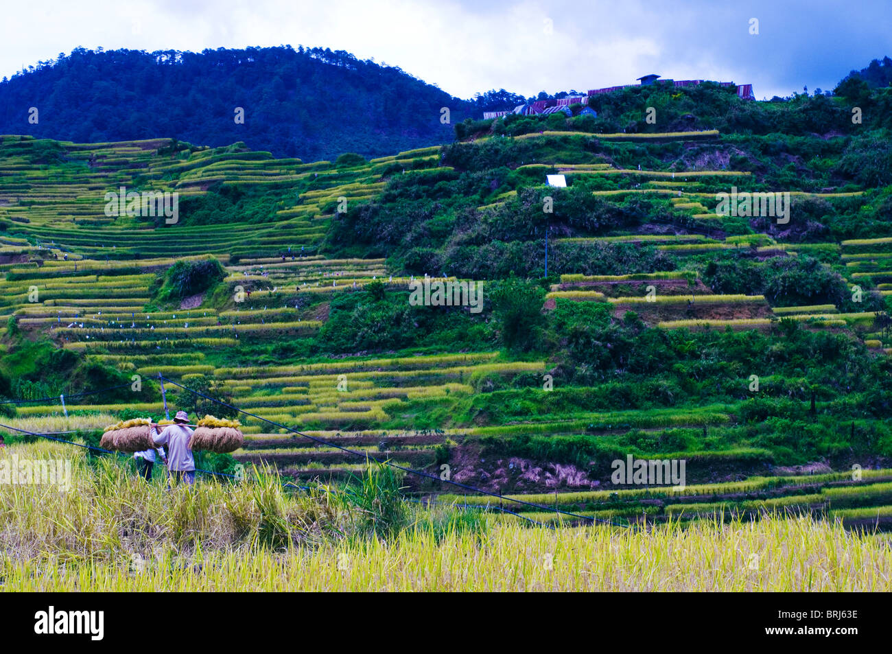 farmers in rice field Stock Photo - Alamy