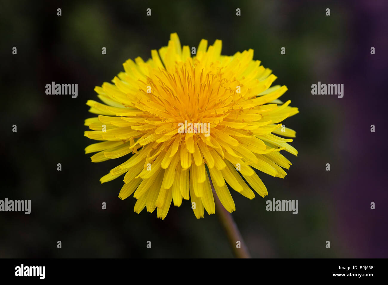 Close up view of a Dandelion flower head Stock Photo - Alamy