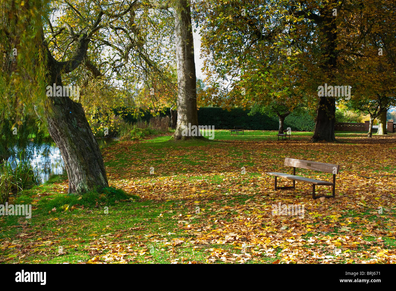 Autumn trees in a park Stock Photo - Alamy