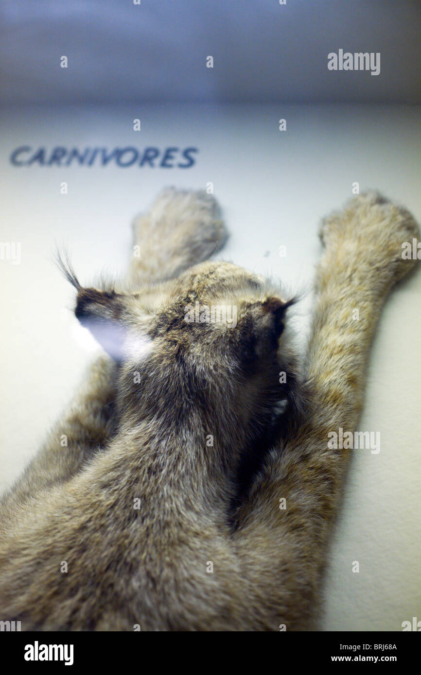 Carnivore hi-res stock photography and images - Alamy