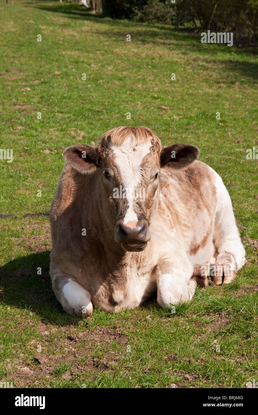 Small calf lying down in a field in Shropshire Stock Photo - Alamy