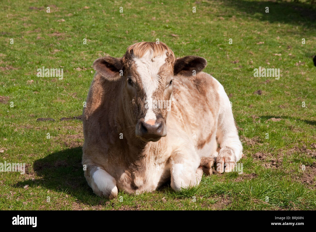 Calf lying down hi-res stock photography and images - Alamy