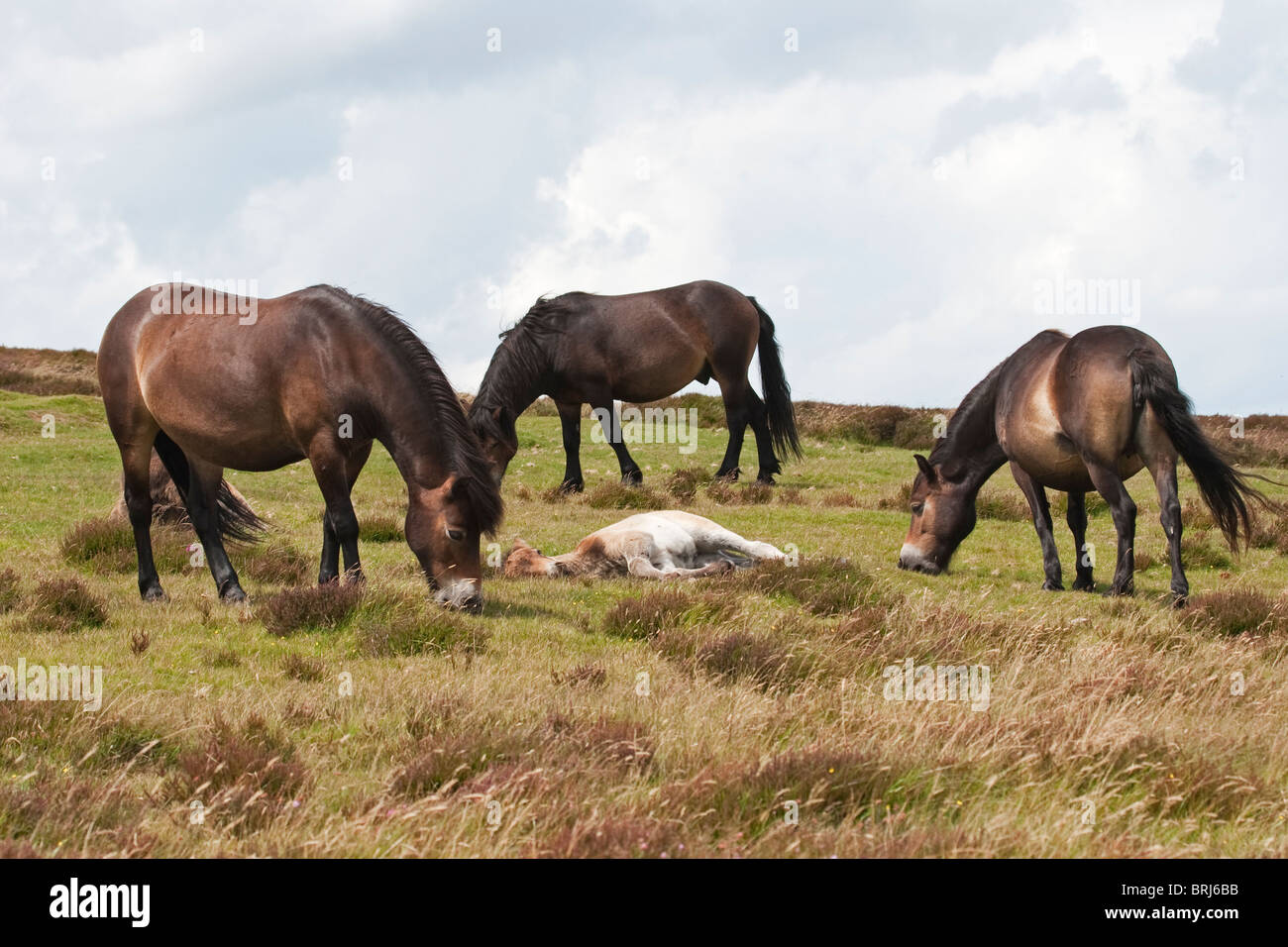 3 ponies hi-res stock photography and images - Alamy