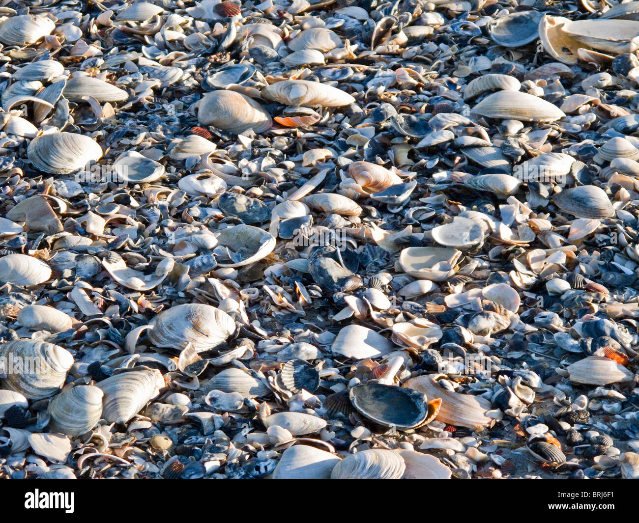 Shells on the beach Stock Photo - Alamy