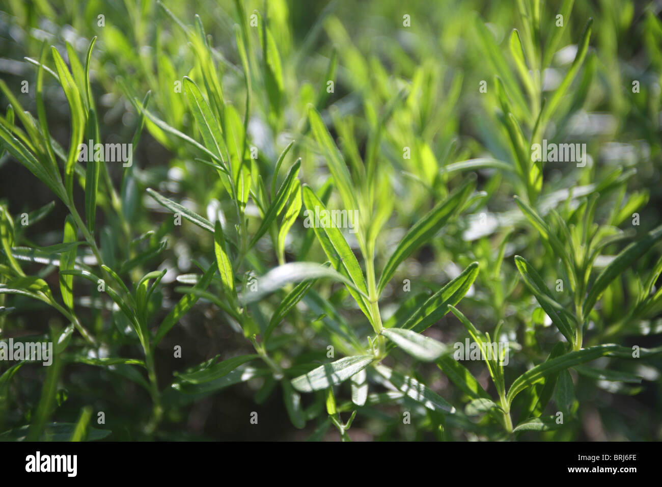 Lavender without flowers hi-res stock photography and images - Alamy