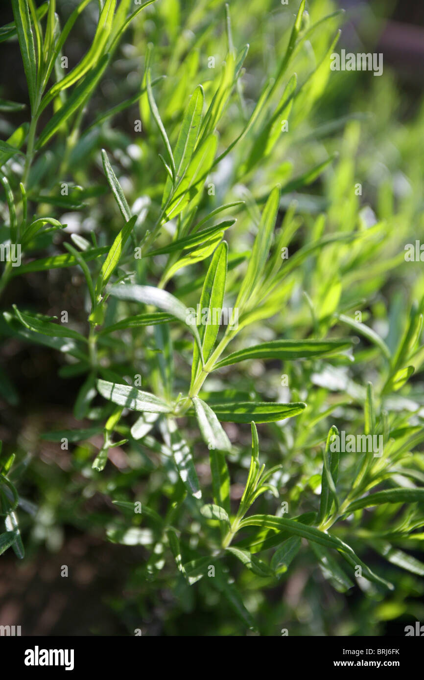 Lavender without flowers hi-res stock photography and images - Alamy