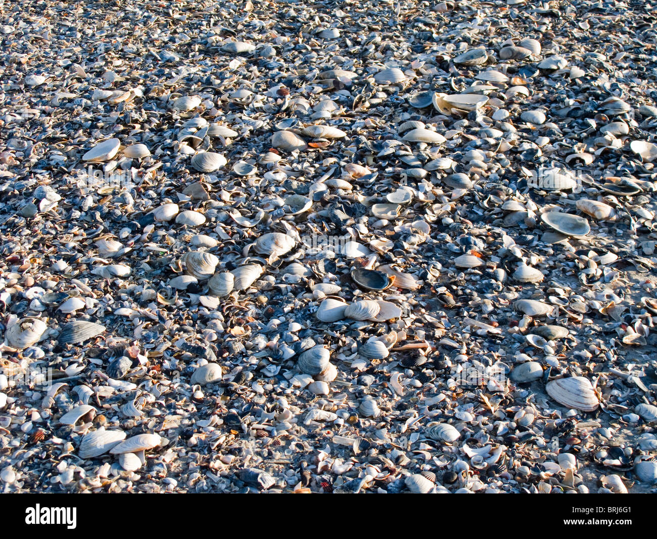 Shells on the beach Stock Photo - Alamy