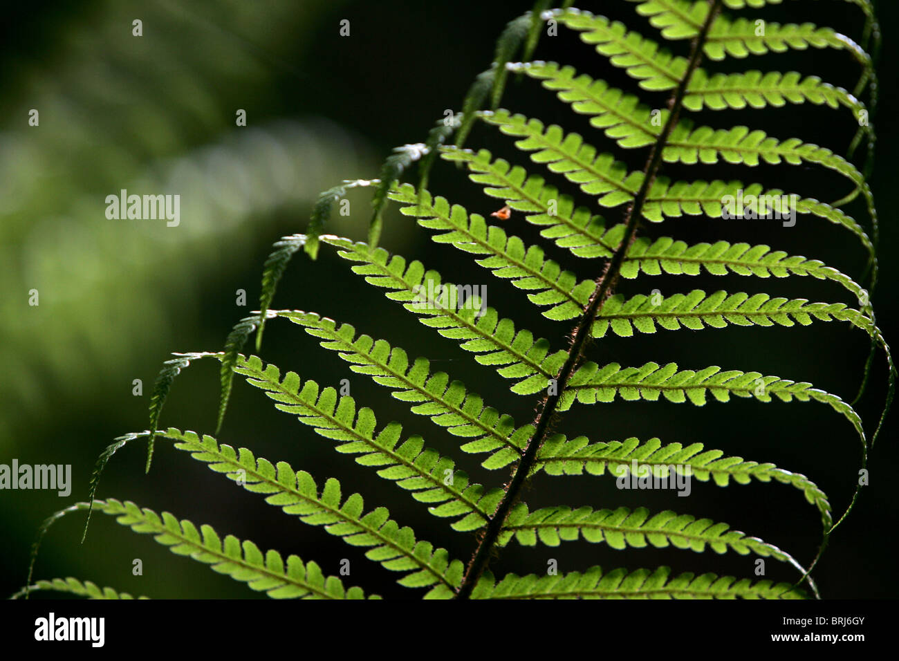 A fern leaf Stock Photo - Alamy