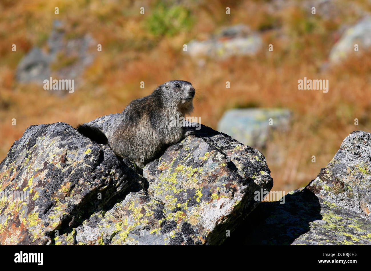 Alpine Marmot - marmota marmota Stock Photo - Alamy