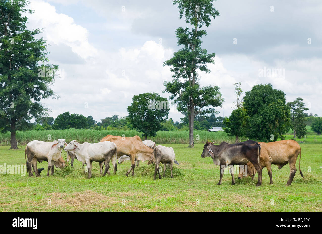 Asian cows in a field at a farm in Nakhon Ratchasima, Thailand Stock ...