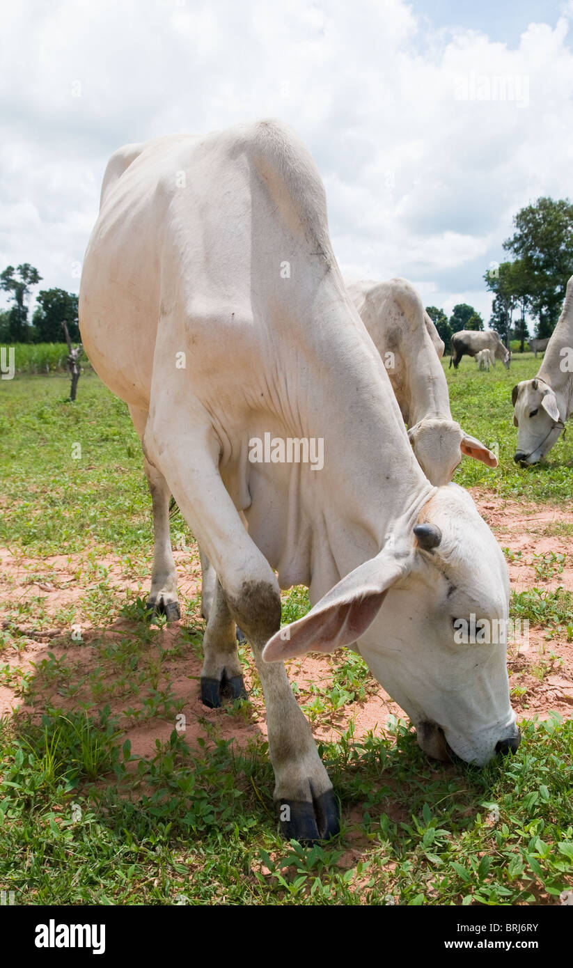 Asian cows hi-res stock photography and images - Alamy