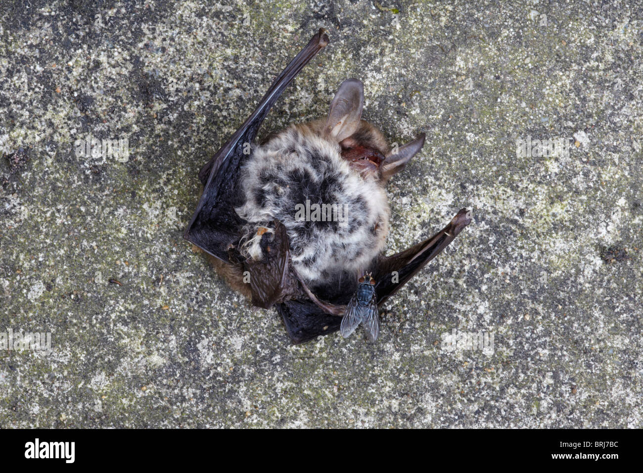 Liquid fly hi-res stock photography and images - Alamy
