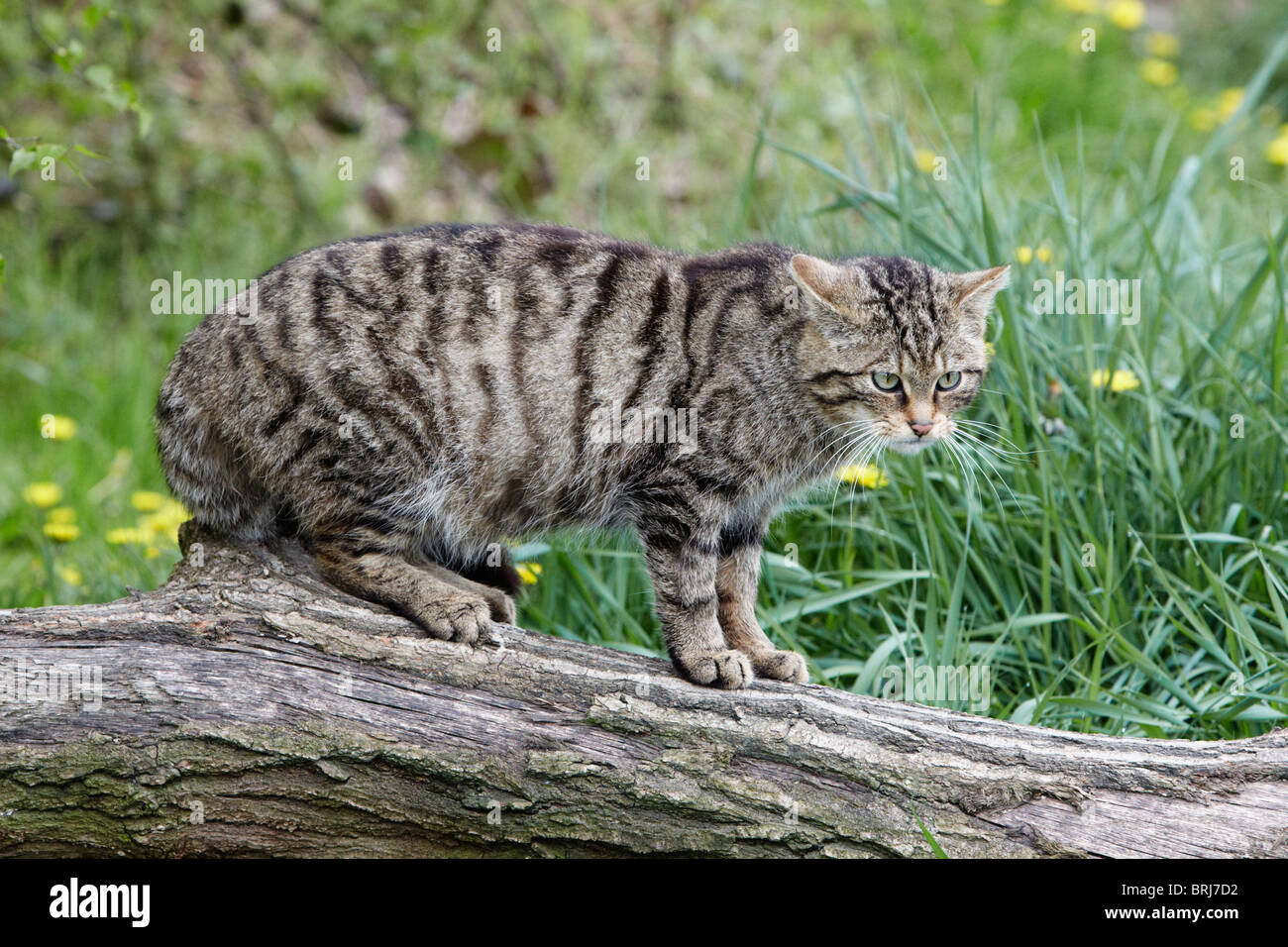 Scottish Wildcat On Tree High Resolution Stock Photography and Images ...